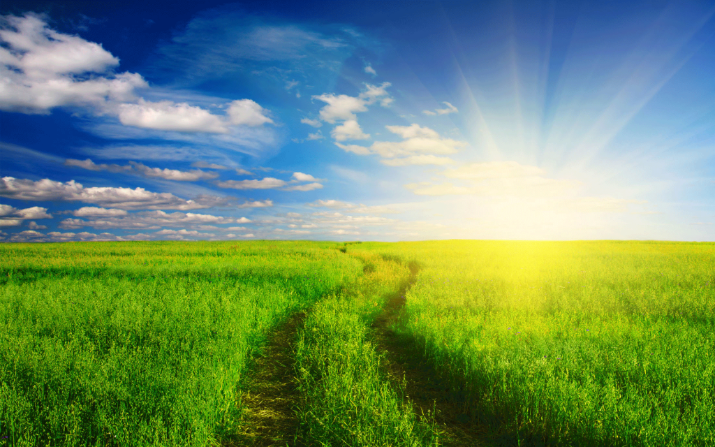 sun-and-field-s - EcoForce Solutions